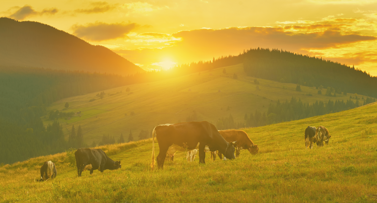All Products | Yellow Yak – yellow-yak